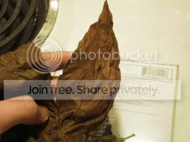 How To Roll A Blunt Out Of Fronto Leaf & Bambu!!! | Grasscity Forums ...