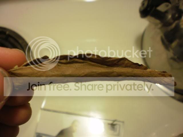 How To Roll A Blunt Out Of Fronto Leaf & Bambu!!! | Grasscity Forums ...